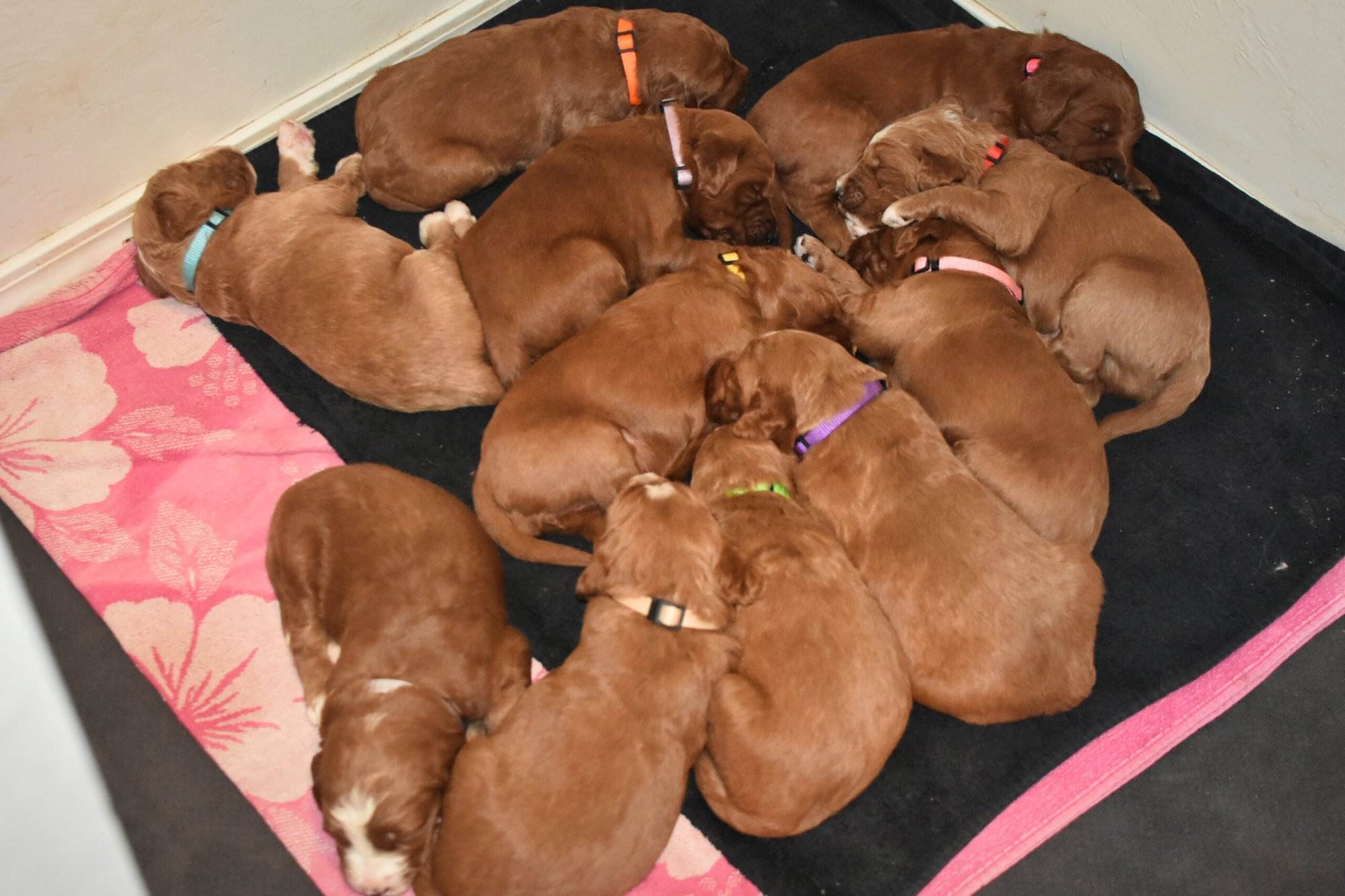 Penny's Puppies - 2023-01 Penny - Archie