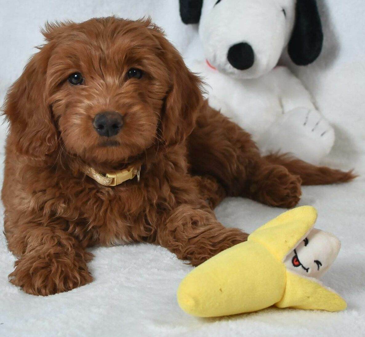 Penny's Puppies - Archives: Litters